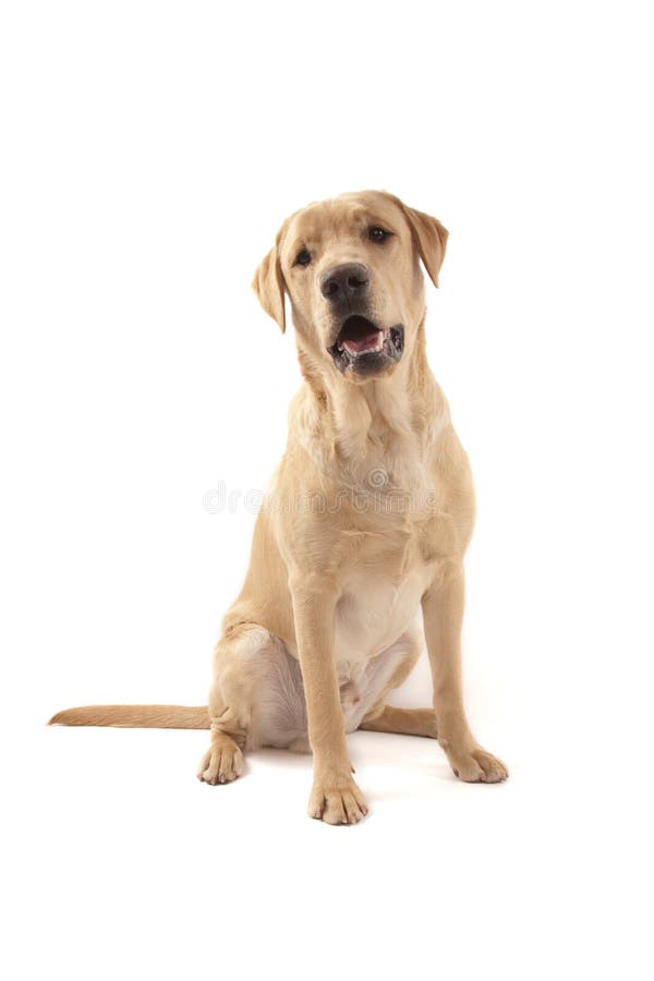 Dog on leash stock image. Image of adolescent, canine - 2045857