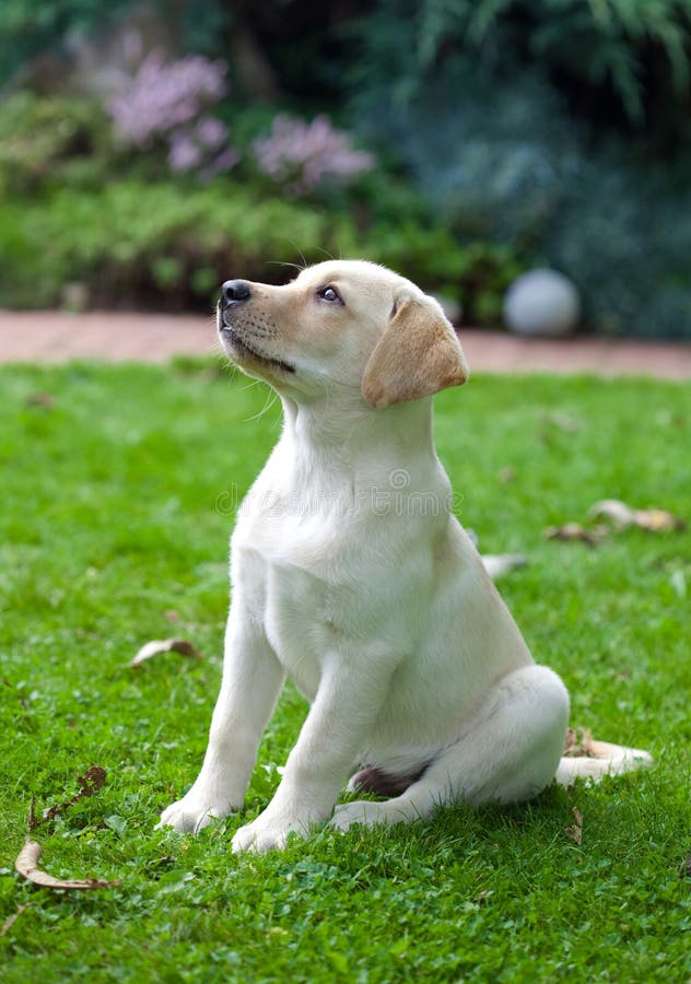 Labrador stock image. Image of beige, look, puppy, lawn - 26863187