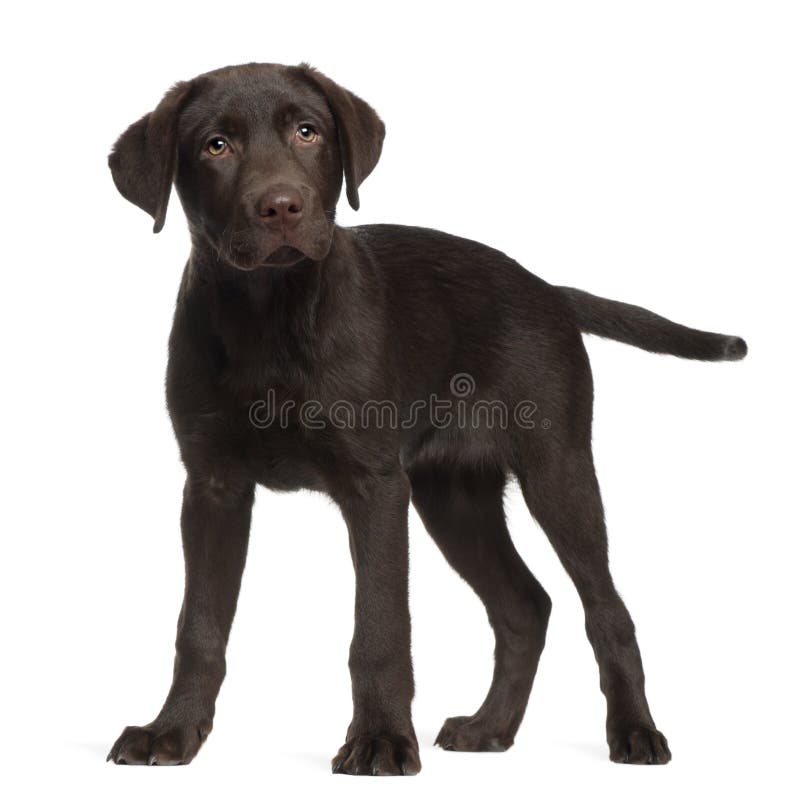 Labrador 3 Months Old Standing Stock Photos - Free & Royalty-Free Stock ...