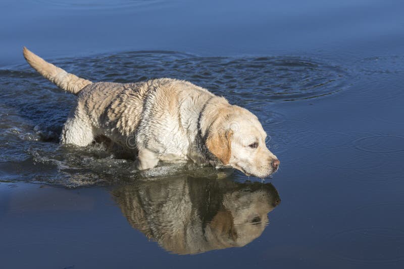Yellow Labrador Retriever with Duck Stock Image - Image of ducks, bird ...