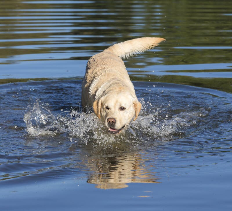 Chien Noir De Labrador Jouant Dans L'eau Image stock éditorial - Image ...