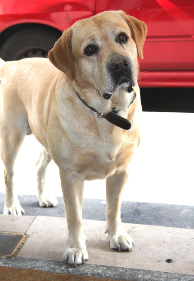 Labrador beige fotografia stock. Immagine di labradors - 43412064