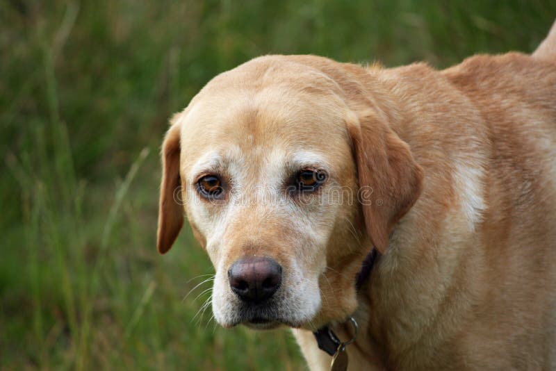 Old Blind Labrador Dog stock image. Image of sunshine - 40883611
