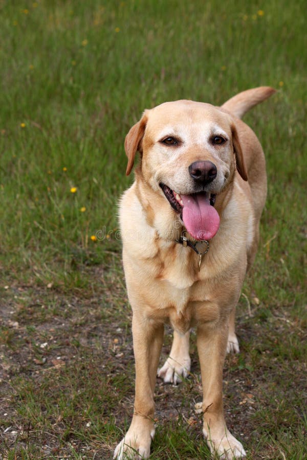 Labrador Smiling stock photo. Image of nature, pile, looking - 623482
