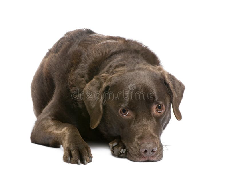 Labrador (7 anos) imagem de stock. Imagem de linhagem - 7557309