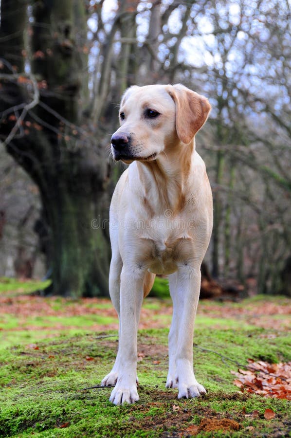 Labrador image stock. Image du labrador, retriever, jaune - 7244659