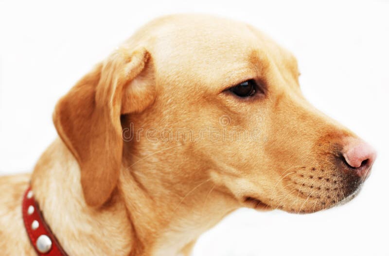 Golden Labrador Portrait stock image. Image of labrador - 26071743