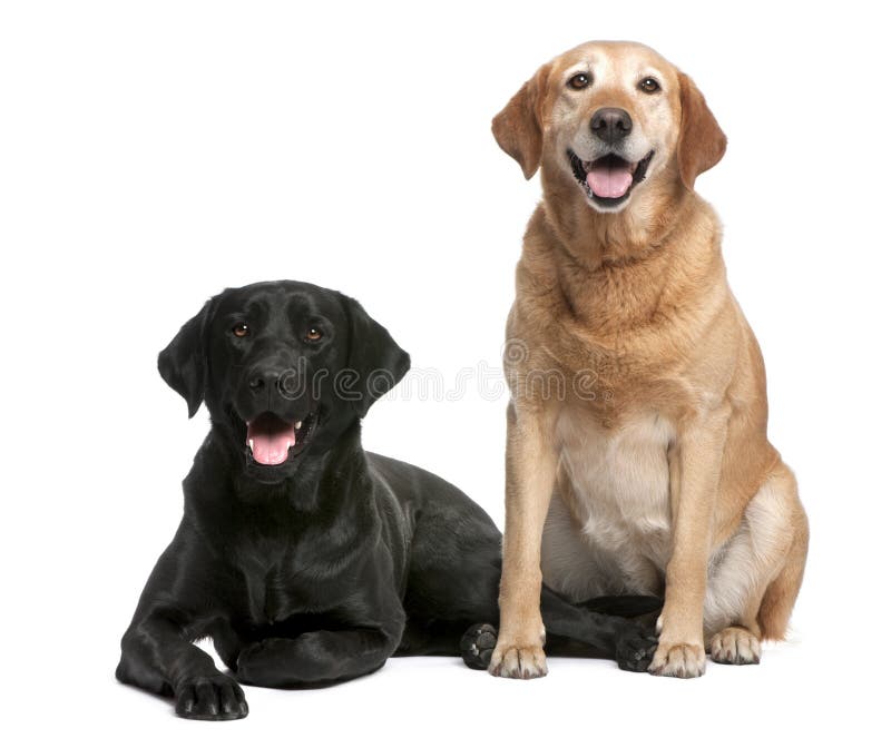 Two Cute Labrador Puppy Dogs Stock Image - Image of purebred, cute ...