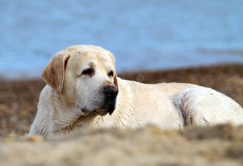 Labrador Al Ritratto Del Mare Immagine Stock - Immagine di razza ...