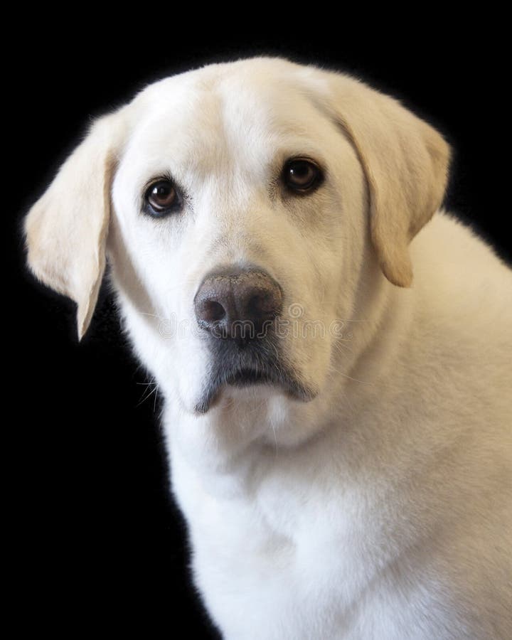 Labrador Amarillo foto de archivo. Imagen de fondo, sirve - 19553504