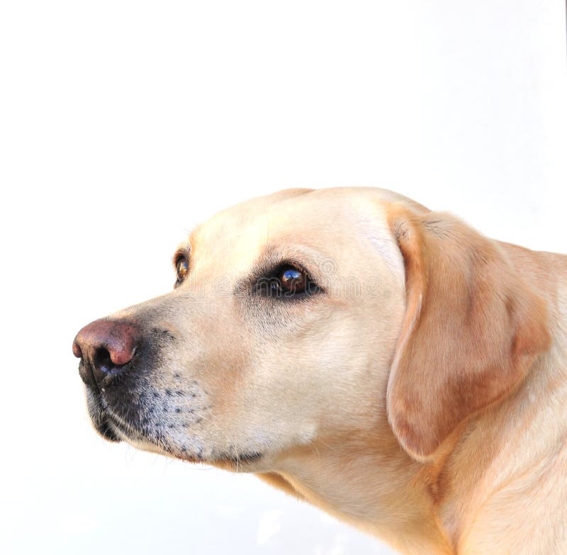 Labrador amarillo imagen de archivo. Imagen de amarillo - 26882755