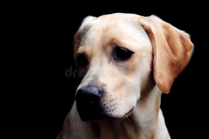 Labrador amarillo adorable foto de archivo. Imagen de honestidad - 6363298