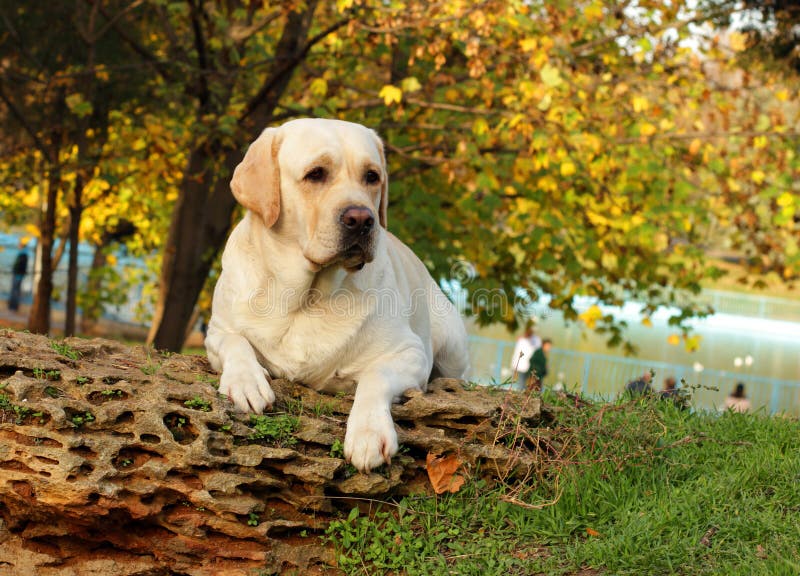 El Cachorro Labrador Amarillo En El Fondo Azul Imagen de archivo ...