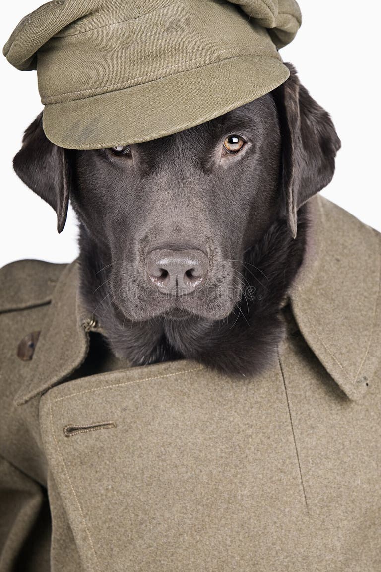 Labrador Army Uniform Stock Photos - Free & Royalty-Free Stock Photos ...