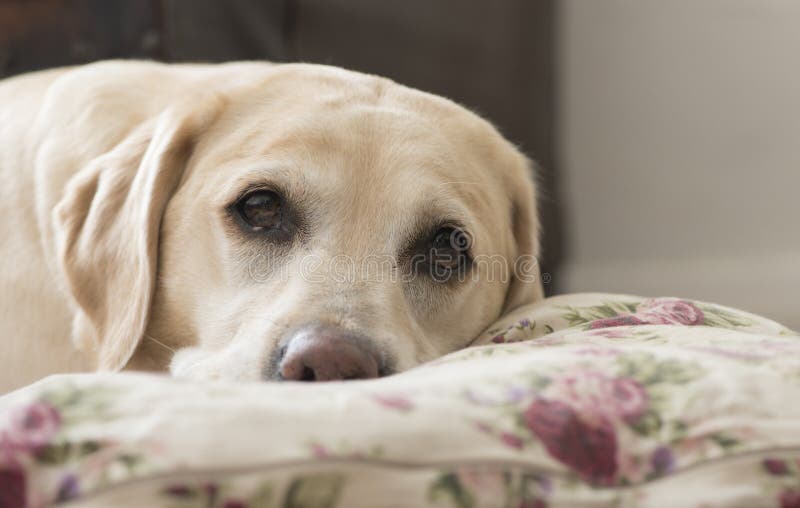 Labrador asleep stock photo. Image of domestic, blond - 76897546