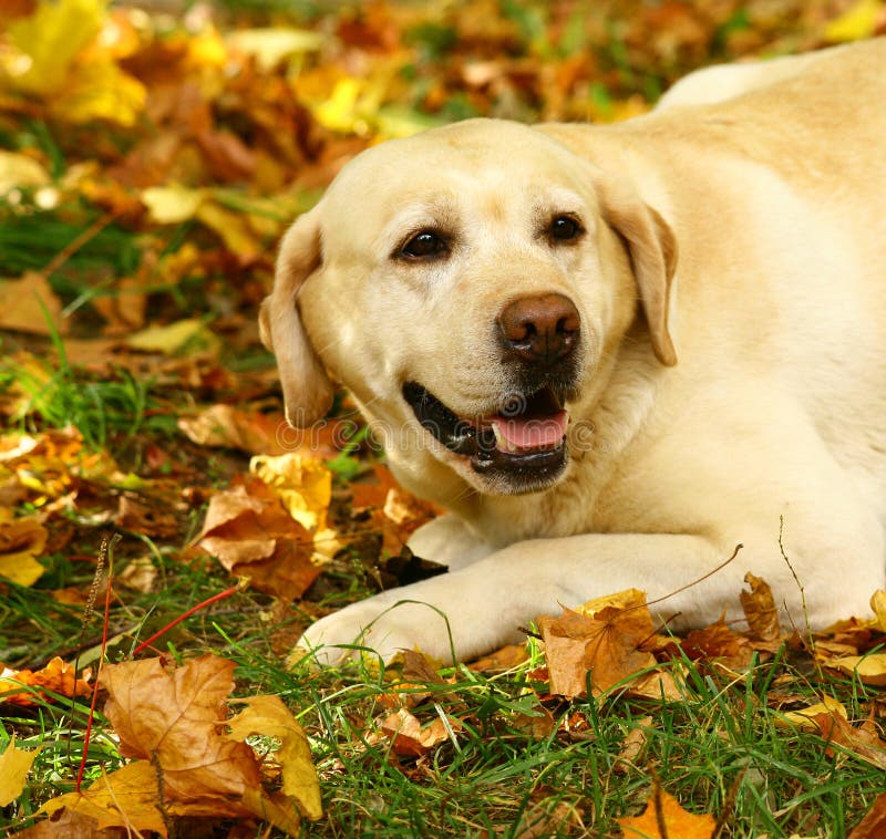 Labrador in autumn leaves. stock image. Image of autumn - 11084771