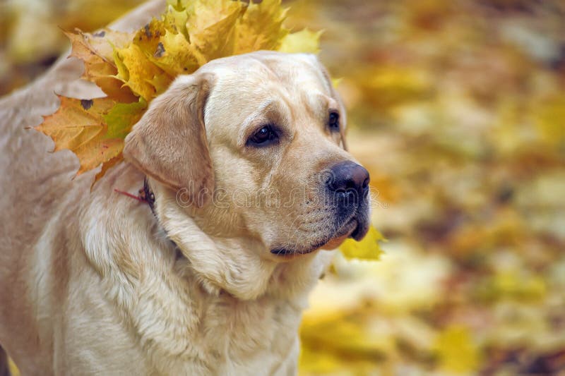 Labrador in autumn leaves stock photo. Image of forest - 47176734