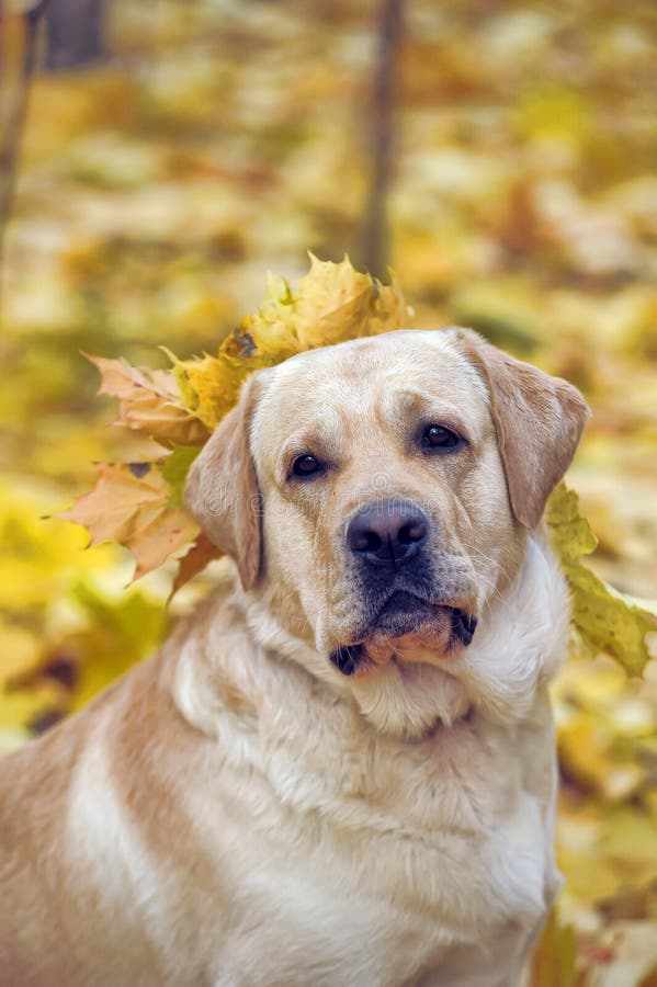 Labrador Autumn Leaves Stock Photos - Download 1,727 Royalty Free Photos