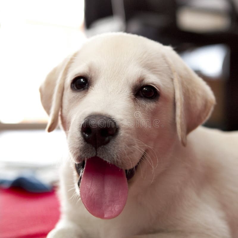 Labrador baby stock image. Image of portrait, little - 22374695