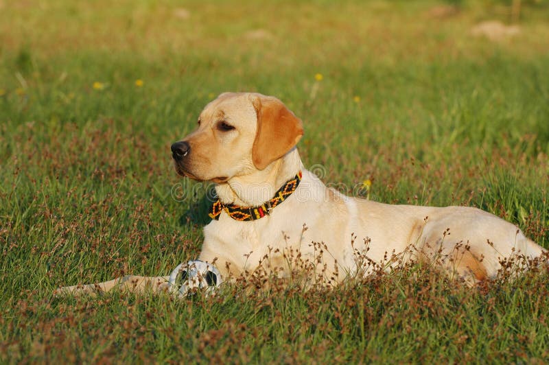 Labrador with ball stock image. Image of yellow, grass - 1349005