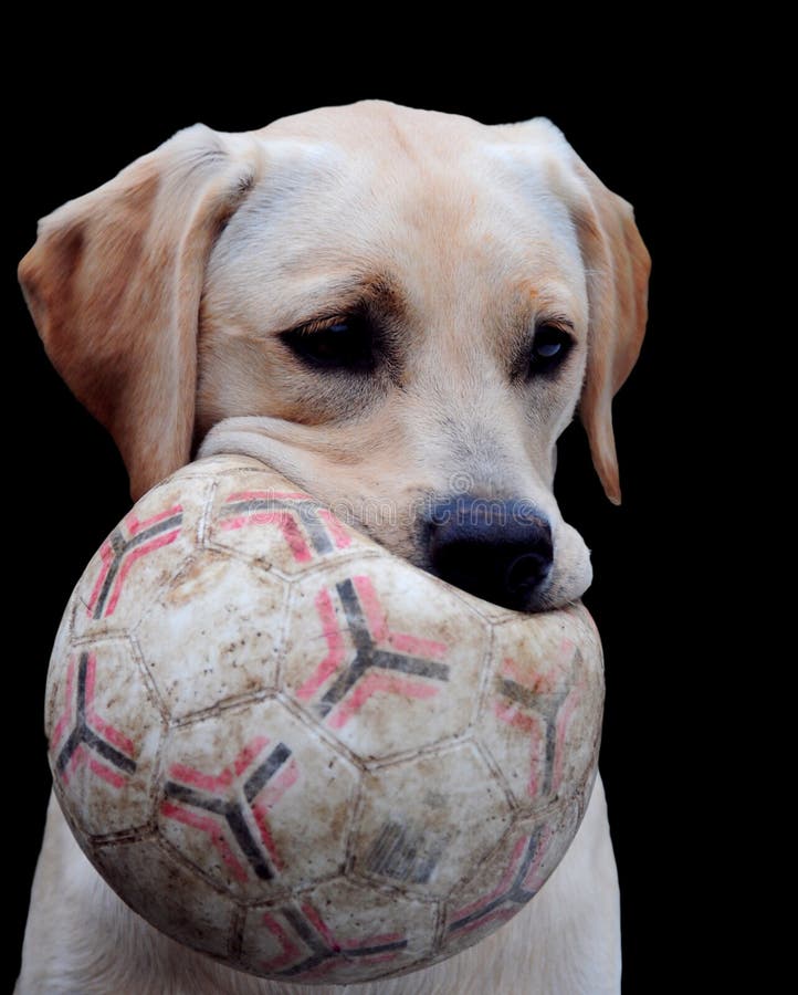 Labrador and ball stock image. Image of ball, adorable - 6214441
