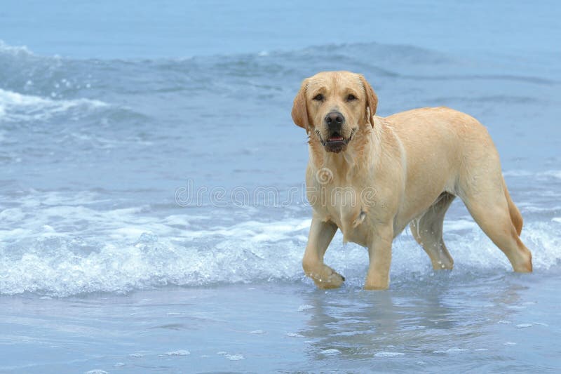 Labrador on the beach stock photo. Image of labrador, retriever - 1334540