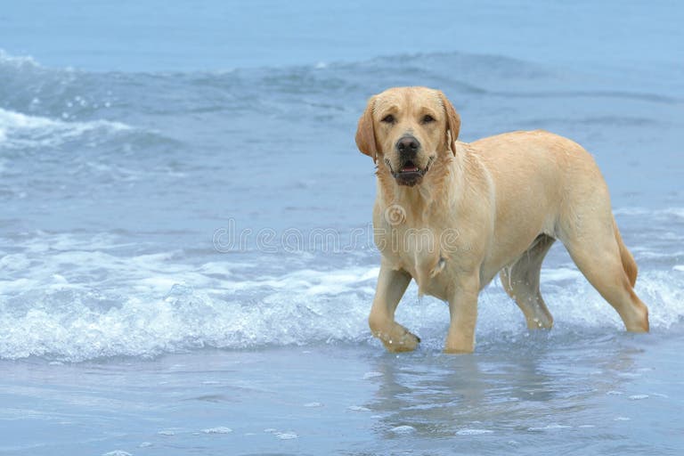 Labrador on the beach stock photo. Image of labrador, retriever - 1334540