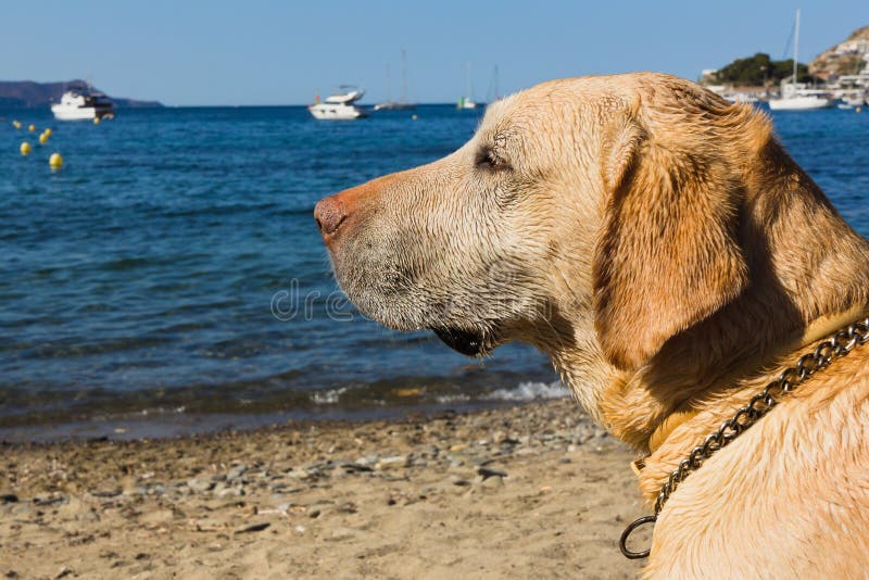 Labrador at the beach stock photo. Image of coast, nature - 28736366