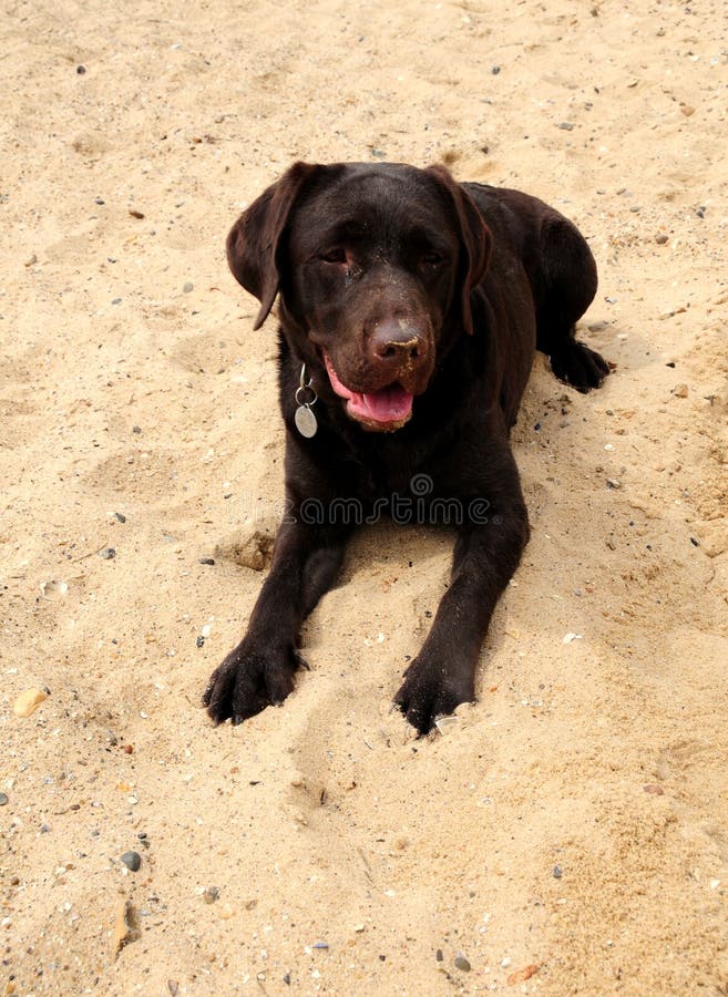 1,672 Yellow Labrador Beach Stock Photos - Free & Royalty-Free Stock ...