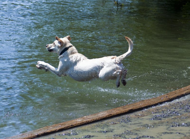 Labrador Belly Flop stock photo. Image of jumps, front - 14620392