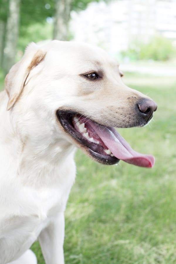 Labrador blanc image stock. Image du race, verticale - 25901817