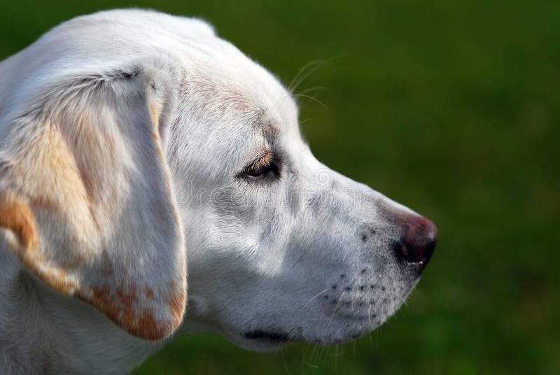 Labrador blanc image stock. Image du pets, animal, fourrure - 9970191