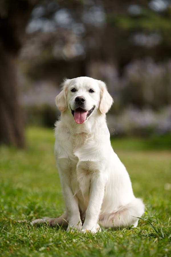Labrador Blanc Et Son Chiot Photo stock - Image du animaux, animal ...