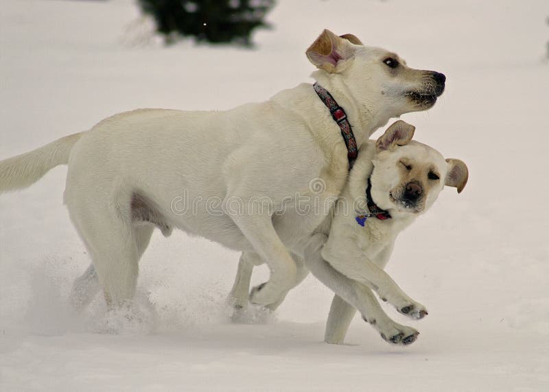 Labrador Body Checking stock photo. Image of snow, playing - 15564428
