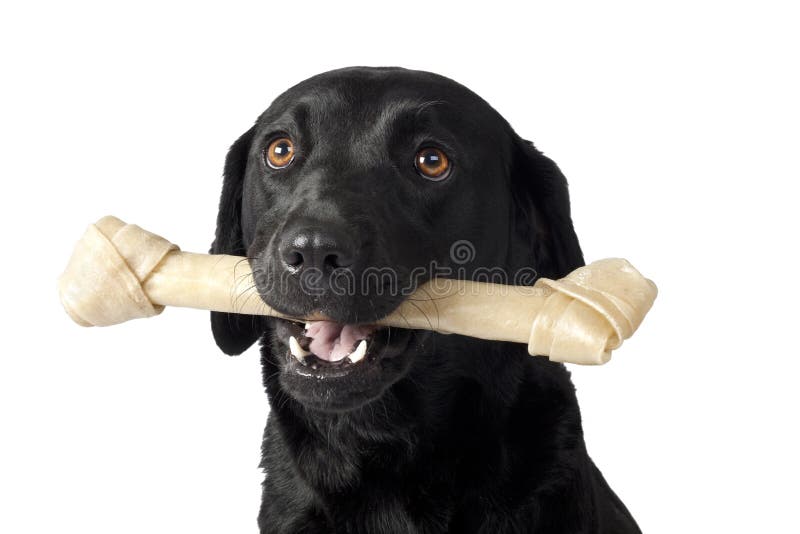 Labrador with bone stock photo. Image of happy, rawhide - 28081276
