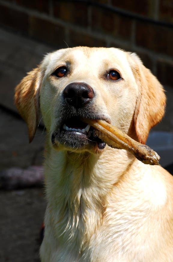 Labrador and bone stock photo. Image of gundog, cute, chew - 5351944