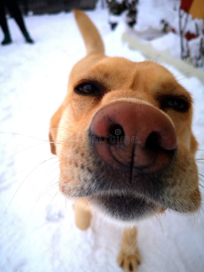 Labrador Boop-ing the Camera Stock Photo - Image of face, puppy: 287767184