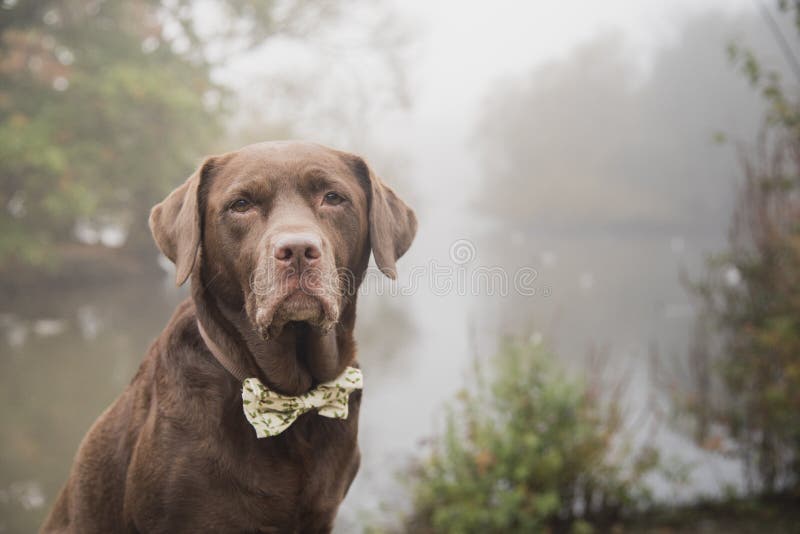 Labrador in a bow tie stock photo. Image of water, labrador - 79714844