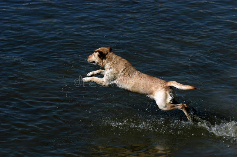 Natation Jaune Heureuse De Crabot De Labrador Dans L'eau Photo stock ...