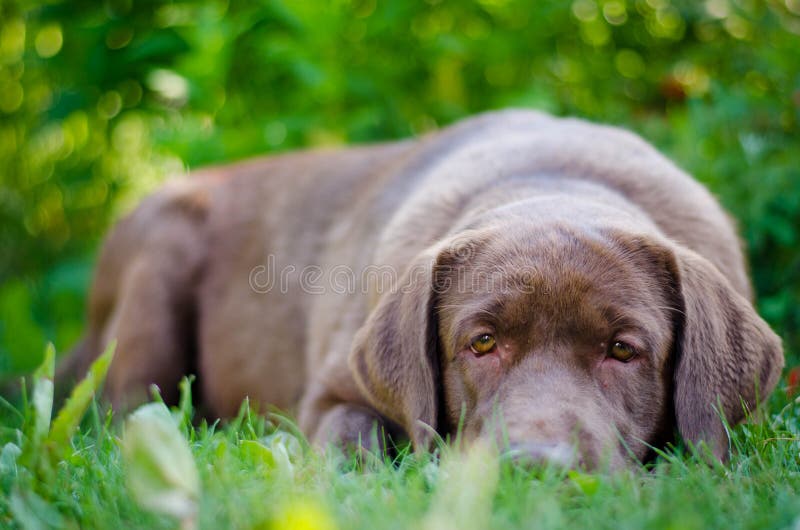Labrador stock photo. Image of snout, cute, eyes, puppy - 56266102