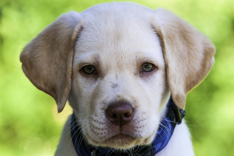 Labrador Cachorro, Beige, Solo Cara, Arriba Foto de archivo - Imagen de ...