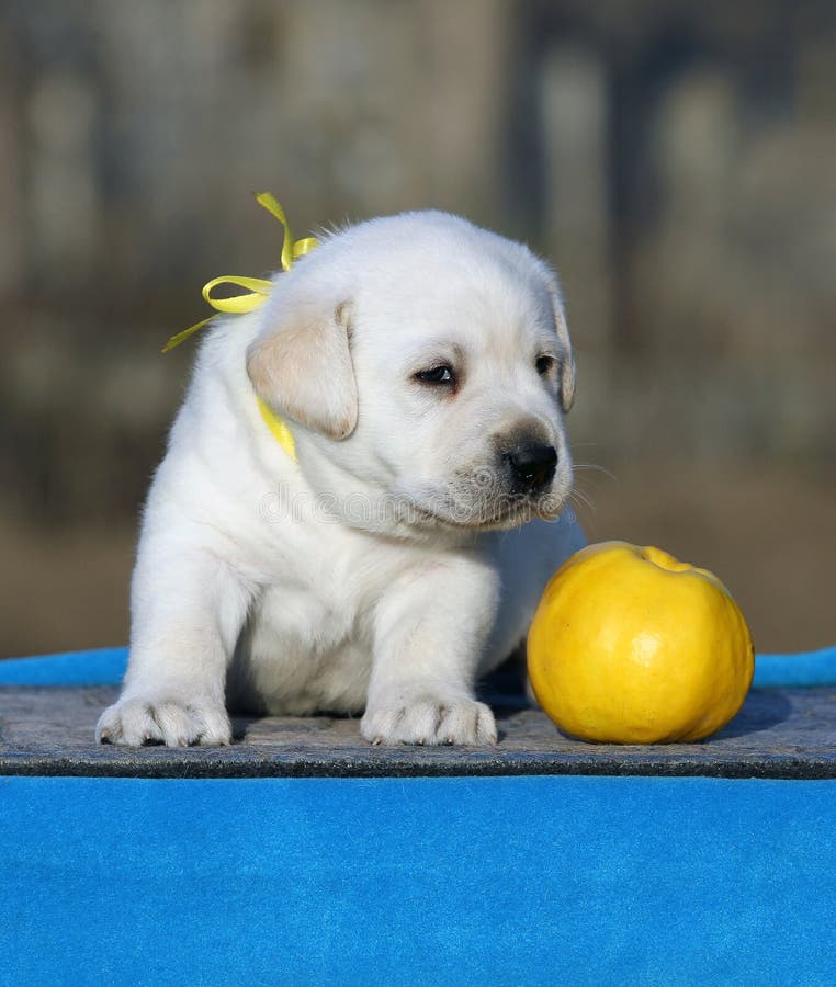 Labrador Cachorro Sobre Fondo Azul Foto de archivo - Imagen de adorable ...