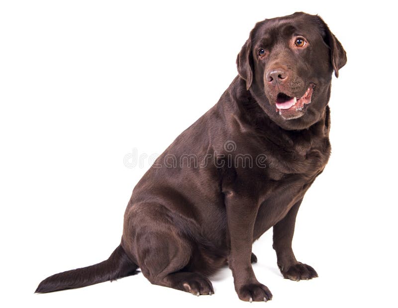 Chocolate Labrador Retriever Dog Drooling Stock Photos - Free & Royalty ...