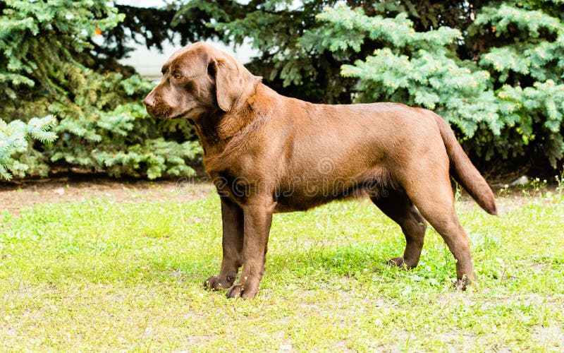 Labrador Chocolate stands. stock image. Image of chocolate - 71991013
