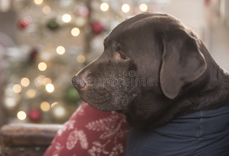 Labrador and Christmas Tree Stock Photo - Image of christmas, labrador ...