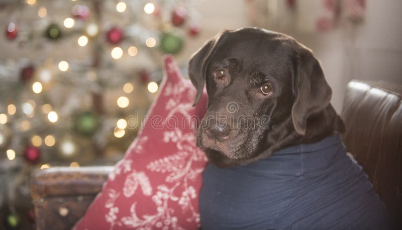 Labrador and Christmas Tree Stock Photo - Image of retriever, pretty ...