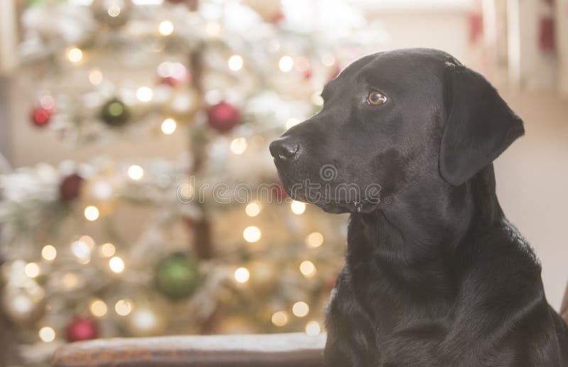 Labrador and Christmas Tree Stock Image - Image of tree, christmas ...