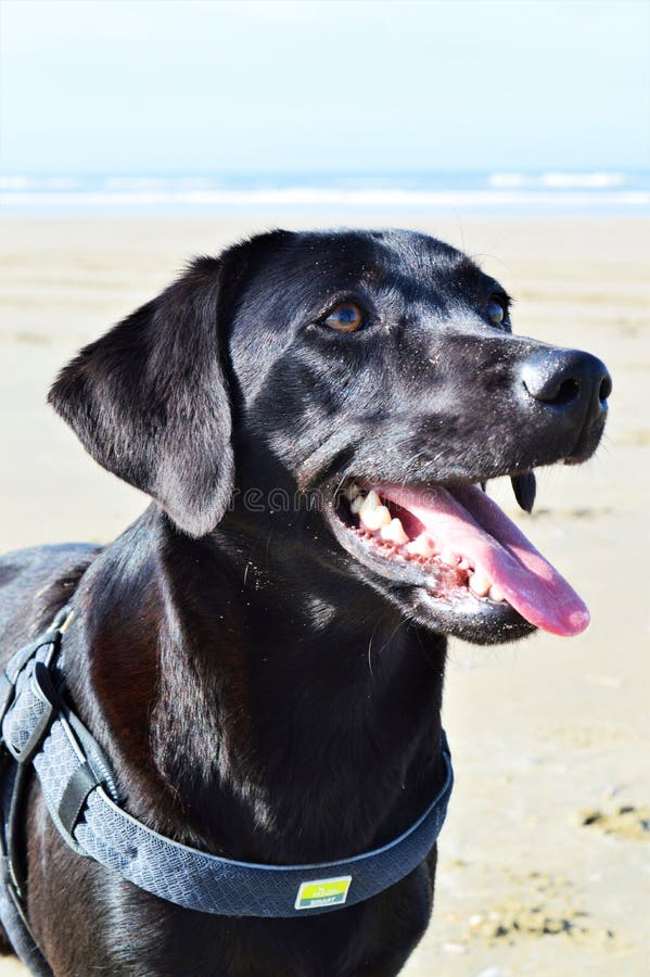 Labrador, close-up stock photo. Image of beach, appreciation - 88302520