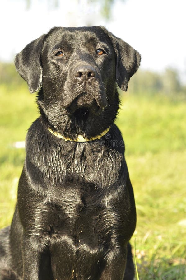 Labrador close up front stock image. Image of black, mammal - 70625307