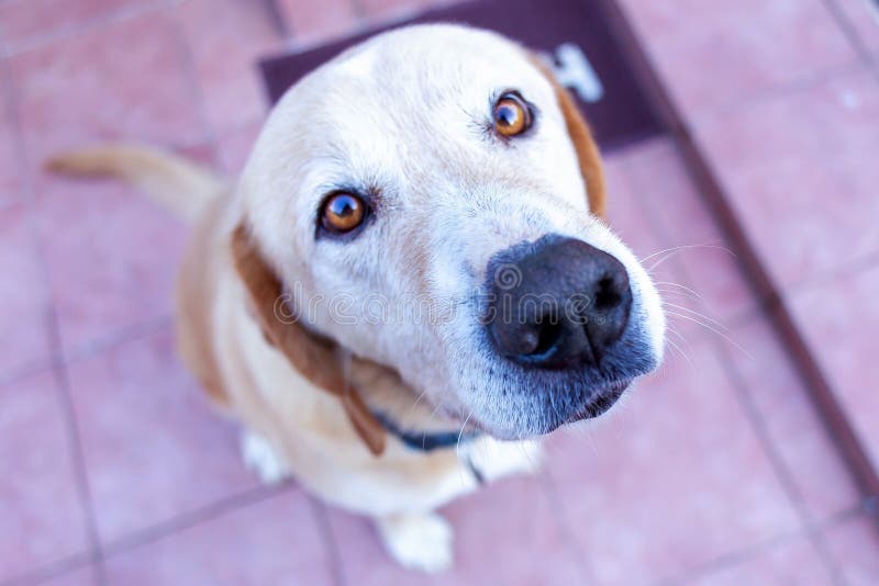 Labrador Close-up, Funny Face Stock Photo - Image of handsome, bored ...